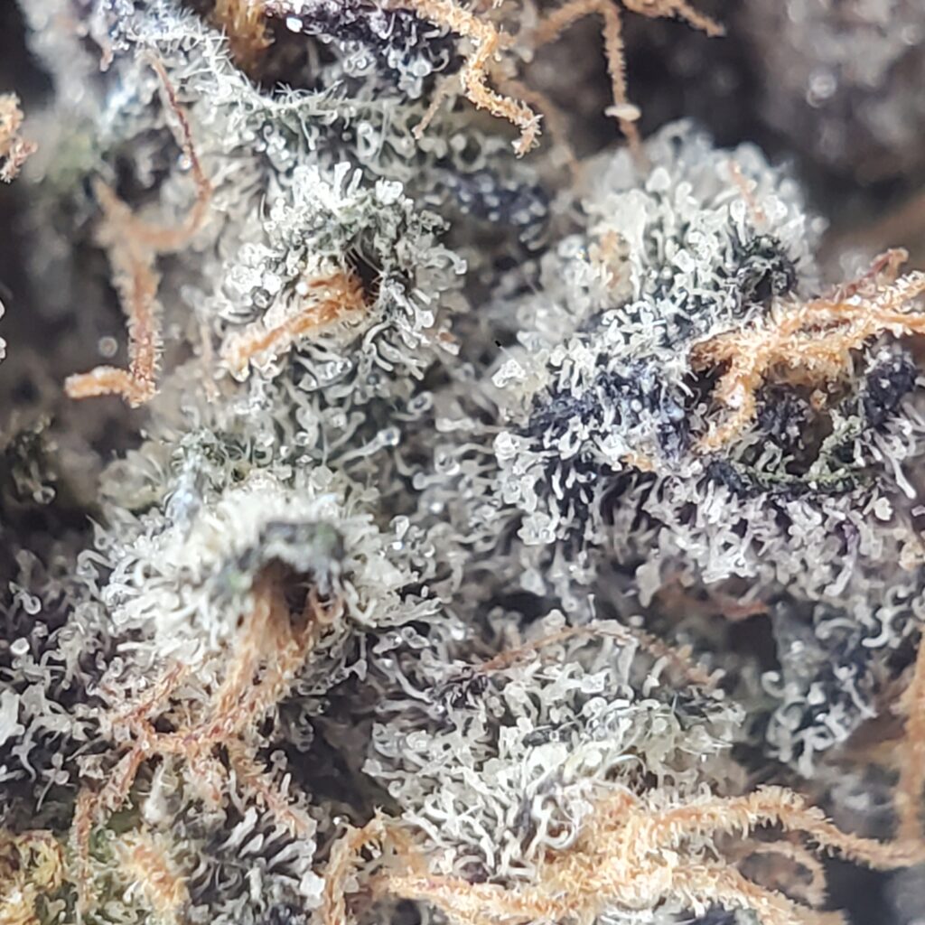 Gelato Strain | Buy Gelato Strain Online |Kush Station Gelato Strains